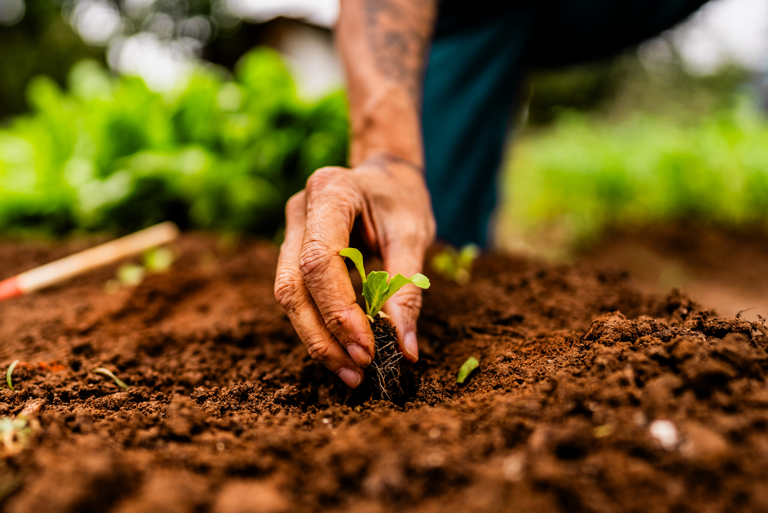 Seed money: Actual gardening vs. financial metaphors - Brigit Blog